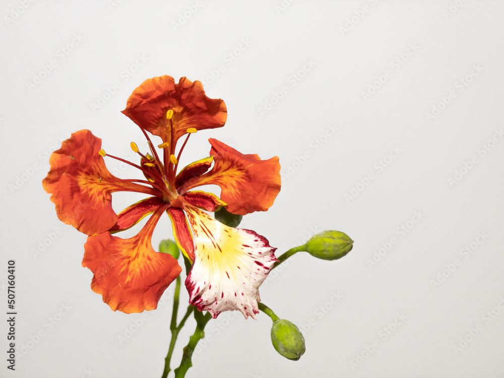 Poinciana regia or Delonix regia flowers isolated on white background ...