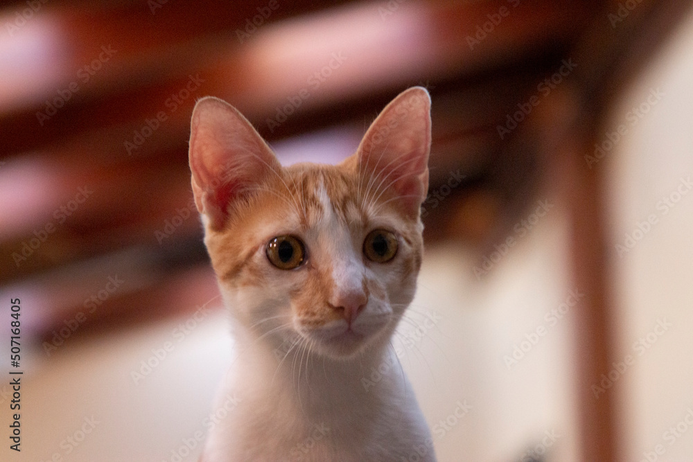 Gato filhote amarelo e branco rajado Stock Photo | Adobe Stock