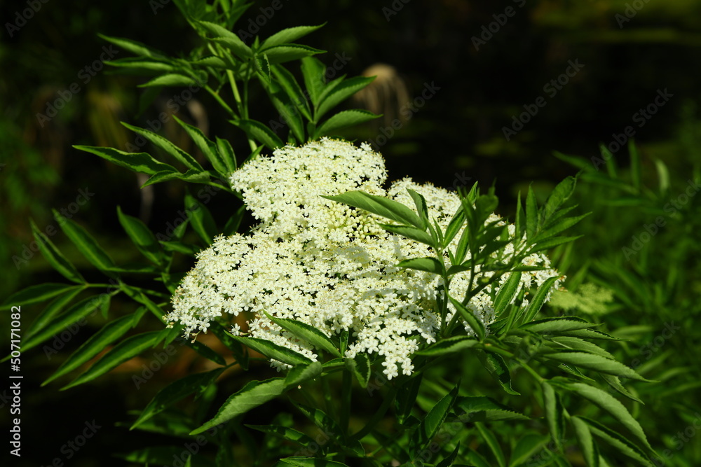 Spotted water hemlock Cicuta maculata native to North America is one of ...