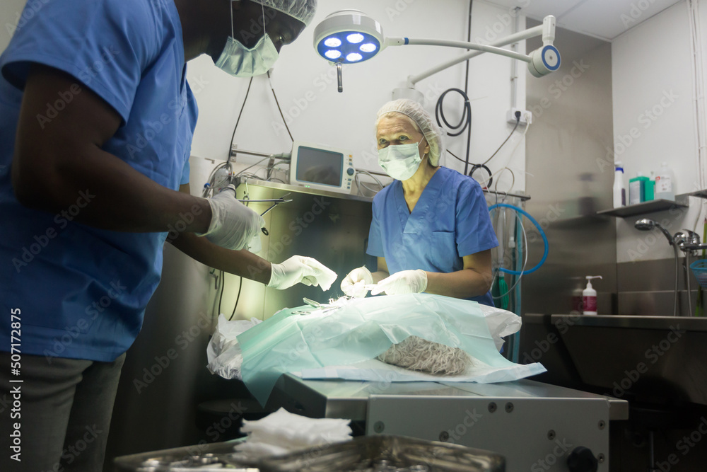 Veterinarian and assistant doing operation for dog in a veterinary ...