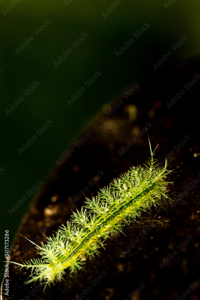 Taturana ou tromba de elefante, marandová , maranduvá, embira, ambira ...
