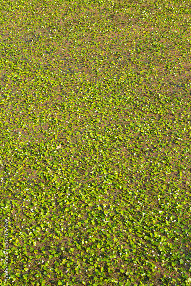 Green floating plants growing on the surface of water are weeds that ...