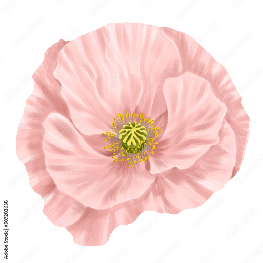 drawing flower of pink poppy isolated at white background , hand drawn ...