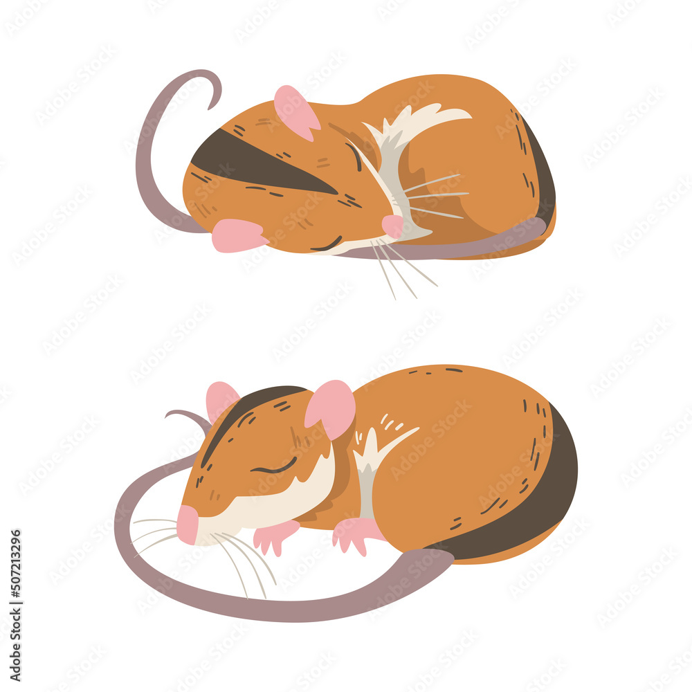 Field Mouse as Small Rodent with Long Tail and Dorsal Black Stripe ...
