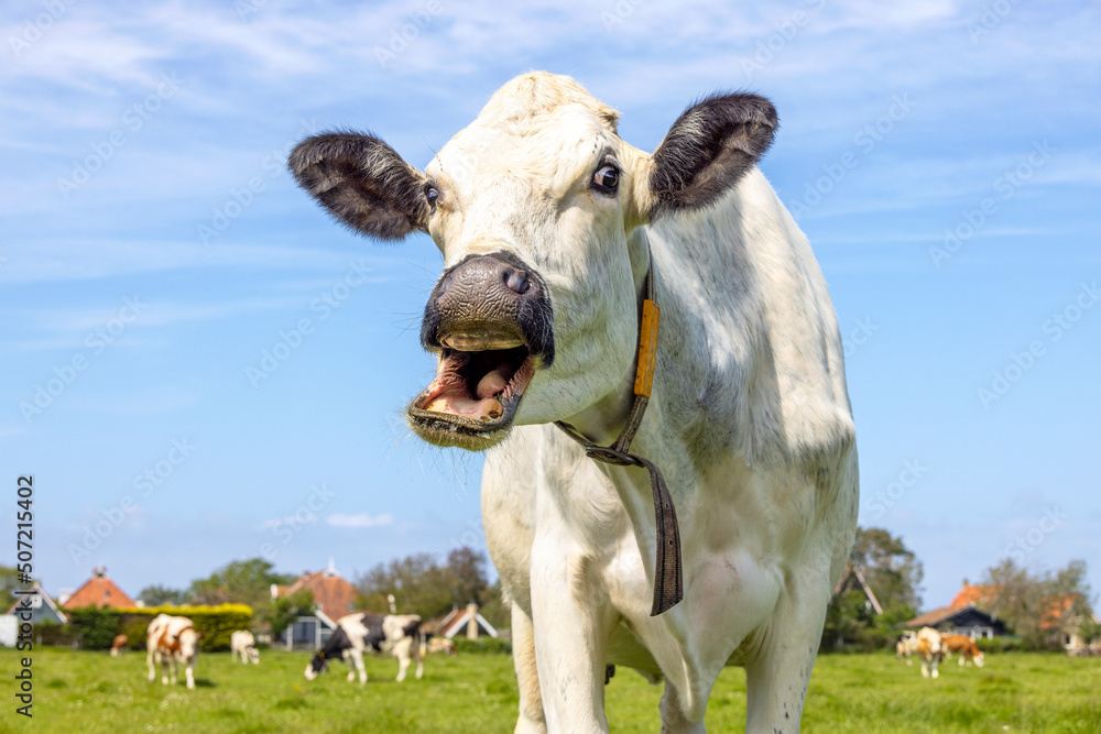 Funny cow chokes on her own tongue, portrait of a cow laughing with ...