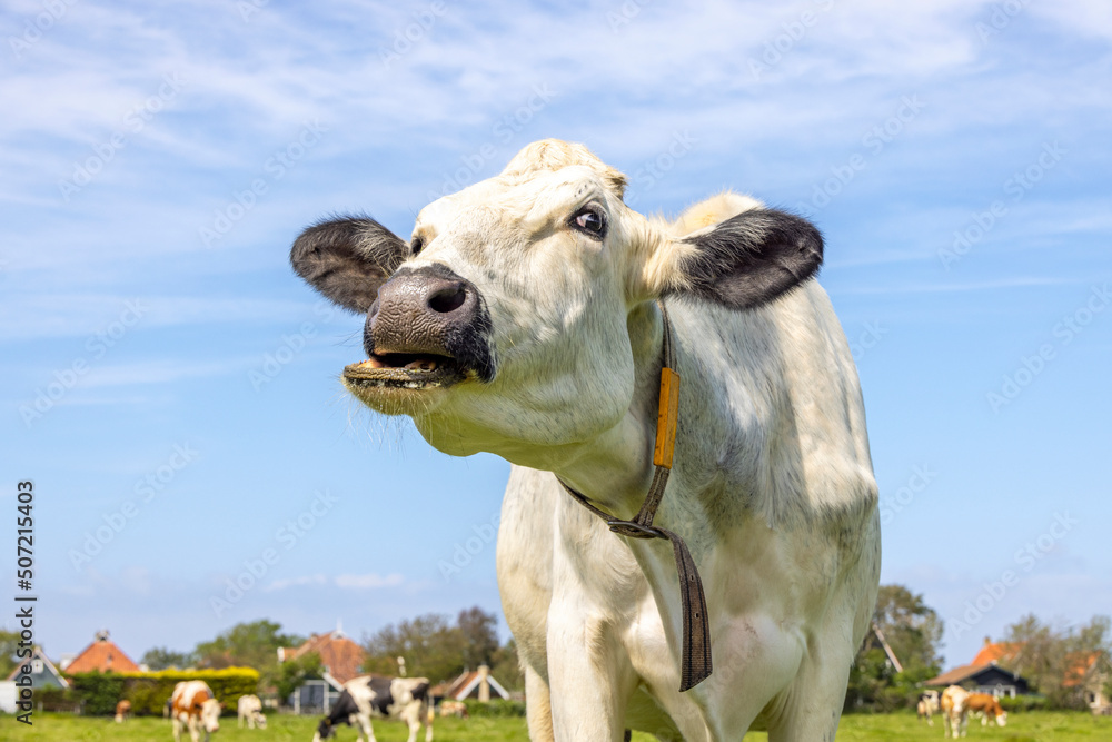 Funny cow grimace, portrait of a cow laughing with choking mouth ...