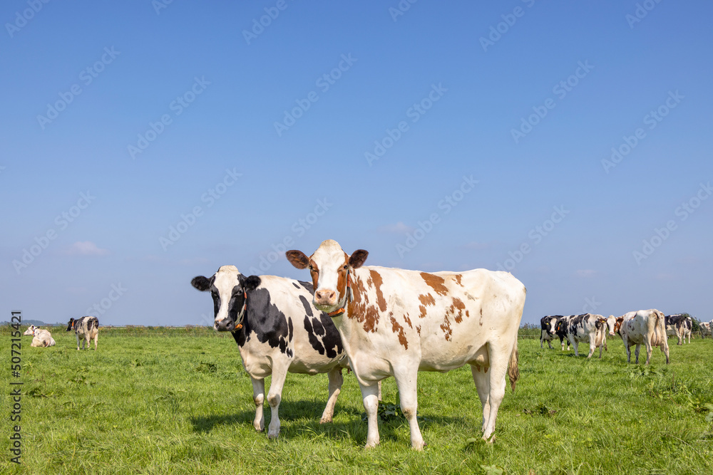 2 cows black red and white, standing full length upright side by side ...