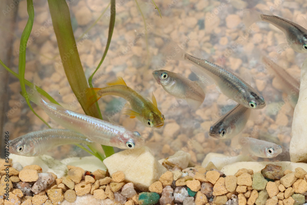 Gold and silver Colored Japanese Breeding Ricefish(Medaka), close up ...