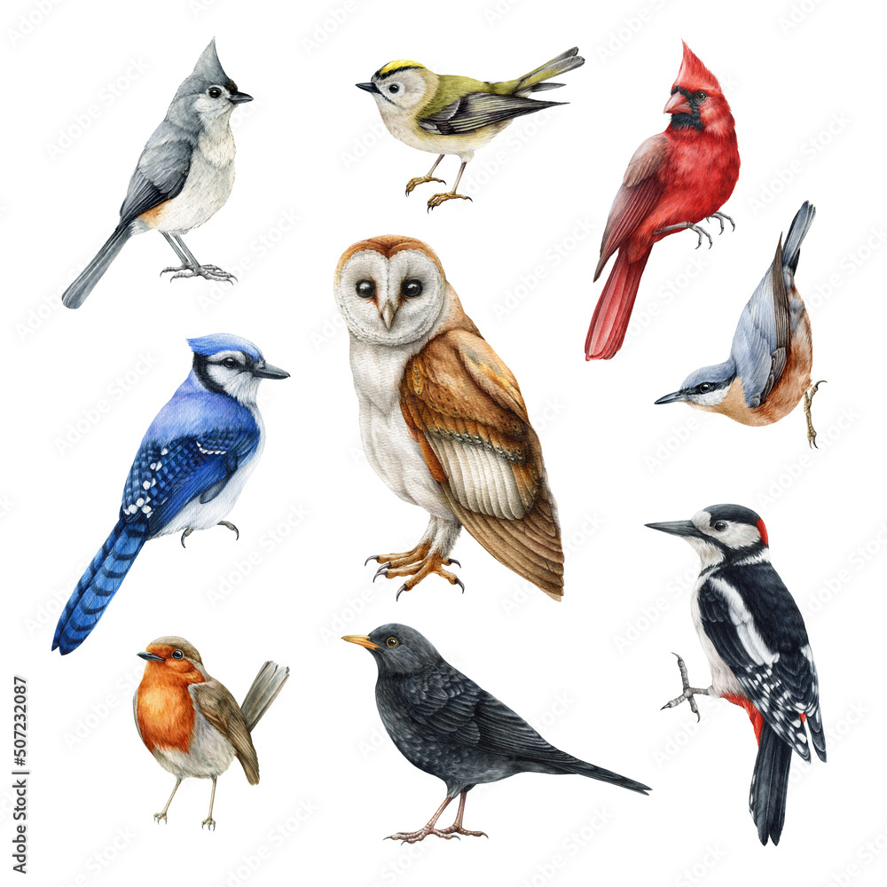 Forest birds watercolor realistic set. Barn owl, woodpecker, blue jay ...