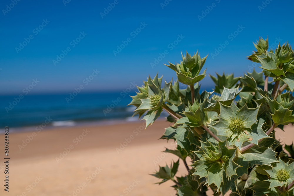 Closeup of Feverweed prickly plant on beach sand. Bushes of marine ...