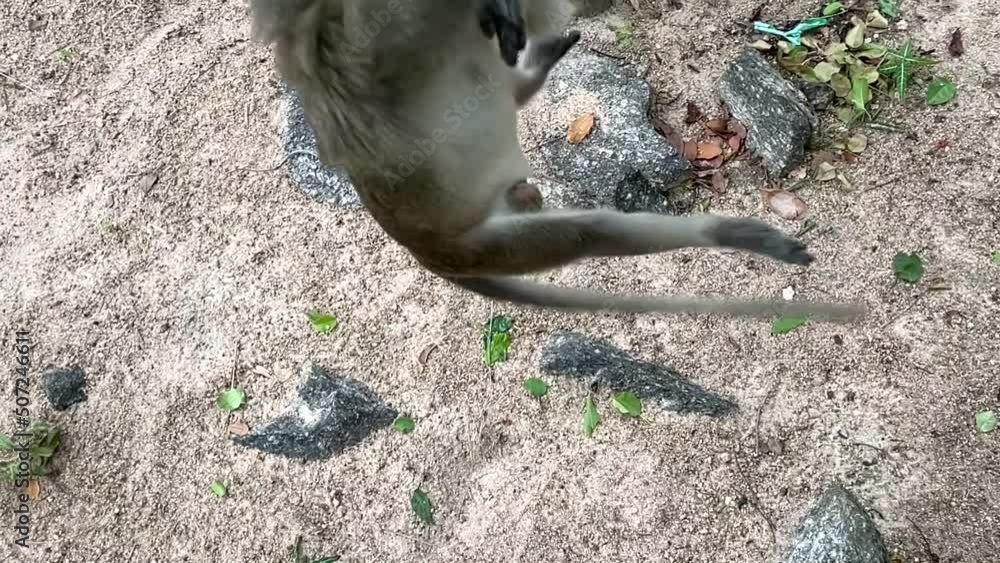 Monkey jump and grab peanut from person’s hand top view outdoor nature ...