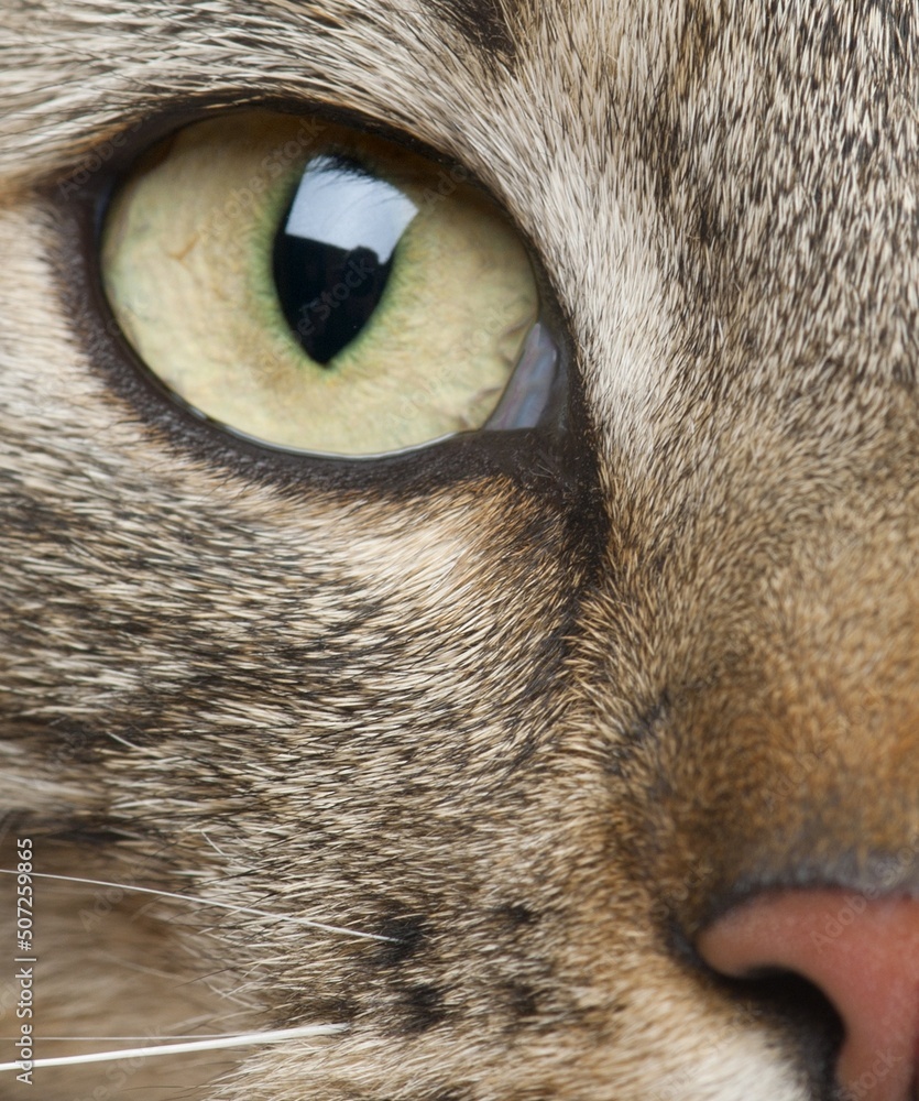 Detalle y textura de ojo y nariz de un gato Stock Photo | Adobe Stock