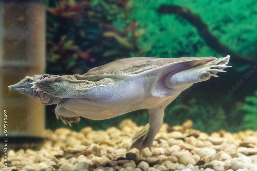 The Chinese Trionyx turtle Pelodiscus sinensis swimming in the aquarium ...