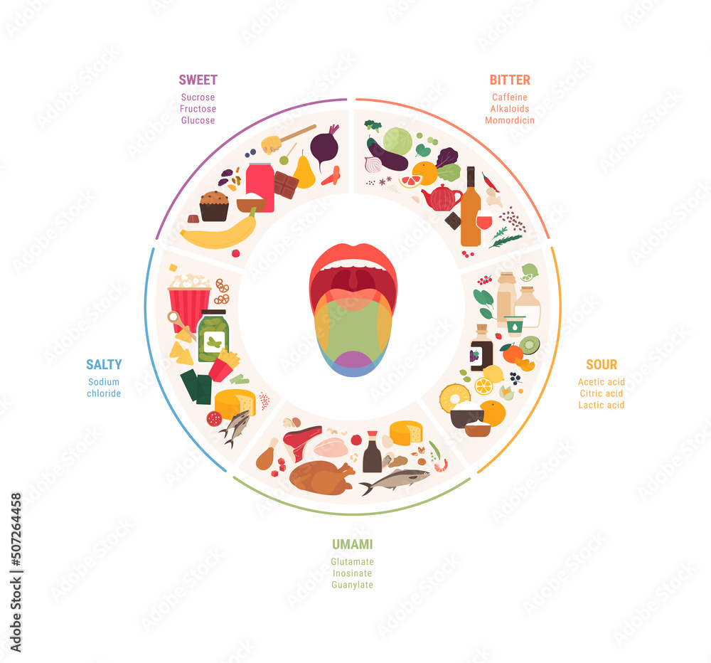 Human five taste infographic. Vector flat modern illustration. Tongue ...