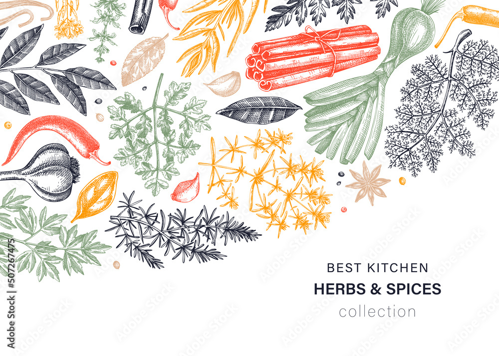 Hand-drawn herbs and spices vector background in color. Hand-sketched ...