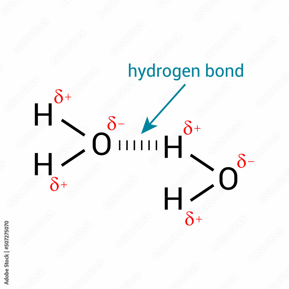 hydrogen bond two water molecules Stock Vector | Adobe Stock