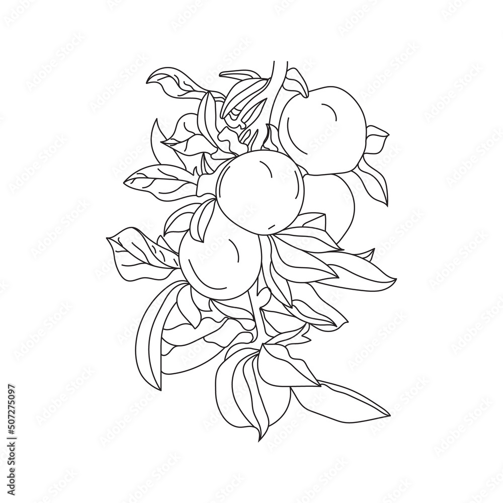 Apple tree hand line art, Hand Drawing apple tree with apple fruit ...