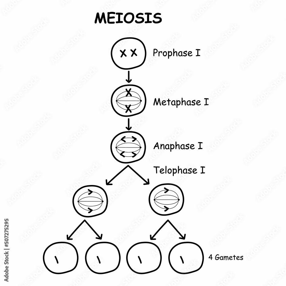 diagram of meiosis cell division Stock Vector | Adobe Stock