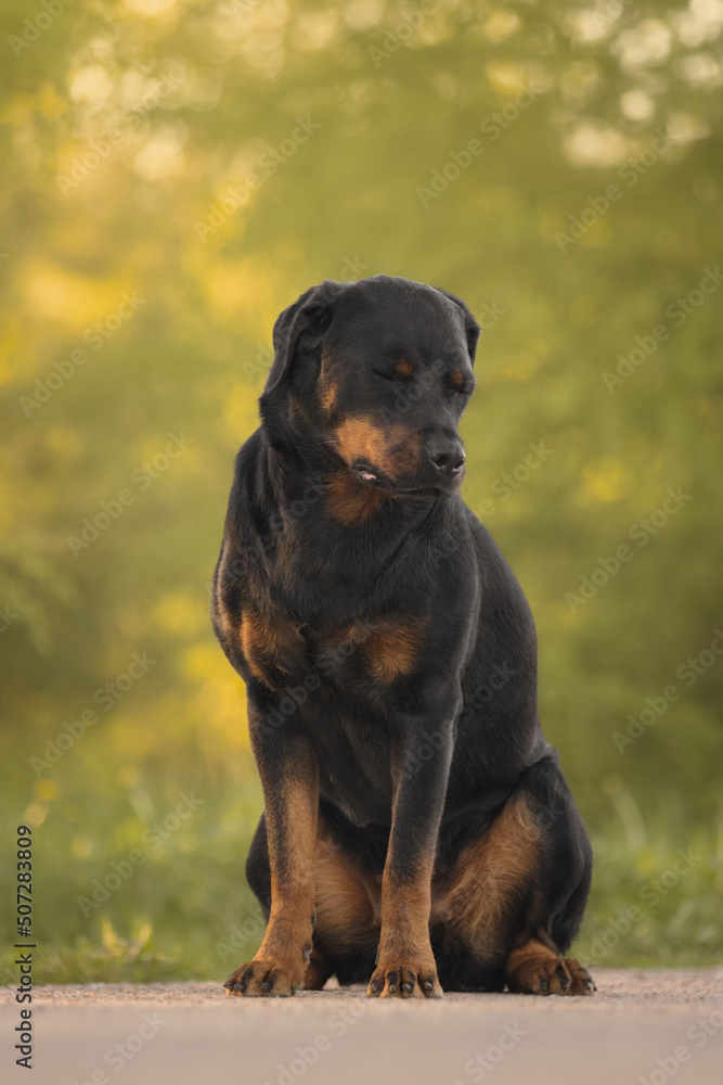 Cute beautiful dog rottweiler portrait Stock Photo | Adobe Stock