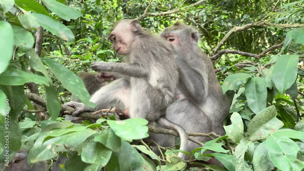Monkeypox. Fmale monkey cleans her cub from insects while sitting on ...