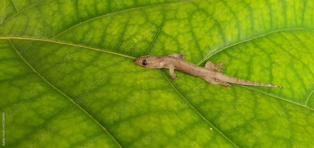 A small lizard lying on a green leaf. Asian or Common House Gecko ...