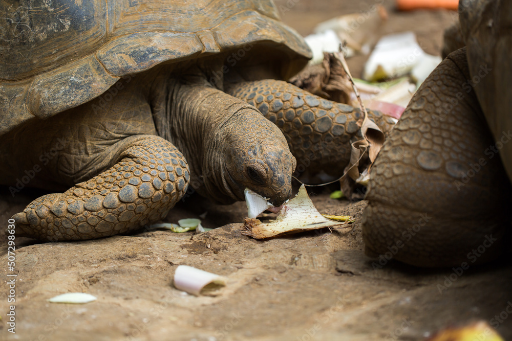 Many giant tortoises eat vegetables. Mauritius, La vanille Stock Photo ...