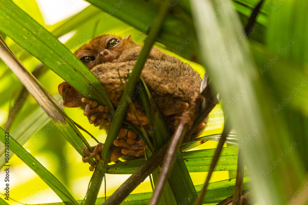 Tarsero fantasma (Tarsius tarsier) colgado de un árbol en la isla de ...
