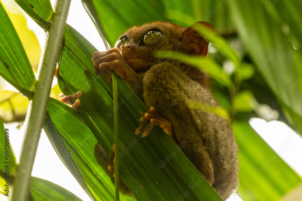 Tarsero fantasma (Tarsius tarsier) colgado de un árbol en la isla de ...