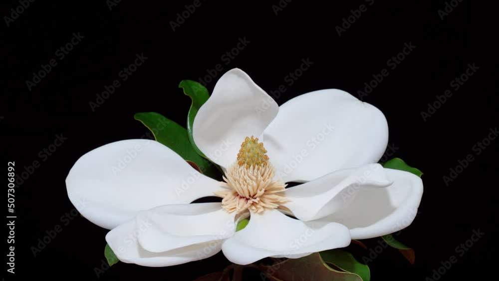 Time lapse of blooming flower of Magnolia grandiflora, the Southern ...