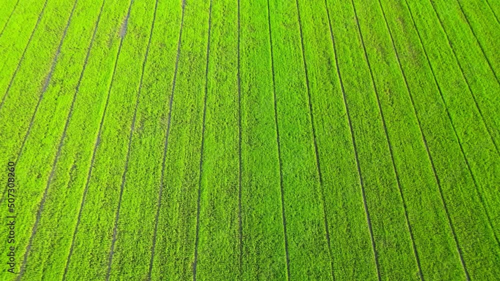The sapling of the green rice plant. Video of fresh spring rice field ...