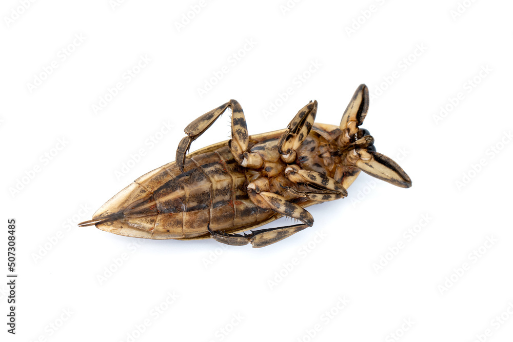 turn over of female eggs giant water bug cooked by steaming ready to ...