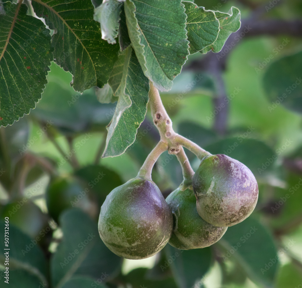 Foto de Fruta de pequi nativa do cerrado brasileiro, muito utilizado na ...