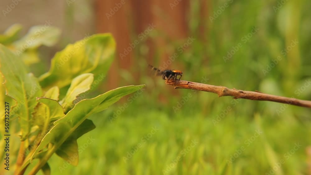 Ladybird spider jumping (Male young, Eresus sandaliatus). Closeup ...