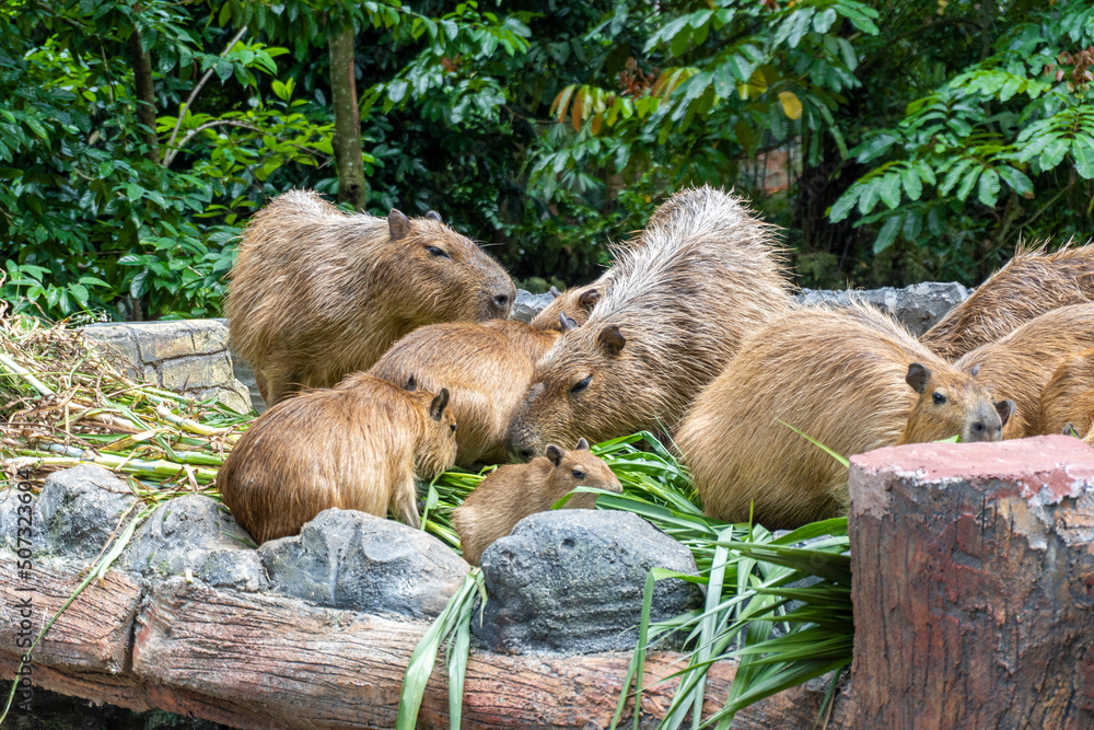 The capybara or greater capybara is a giant cavy rodent native to South ...