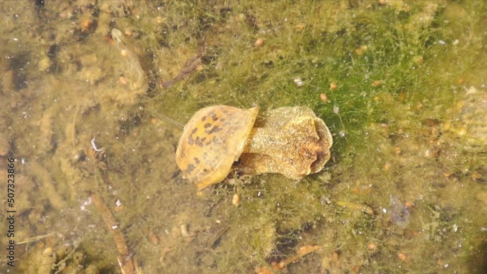 Inhabitants of pond. Little creatures live in a pond near a river in ...