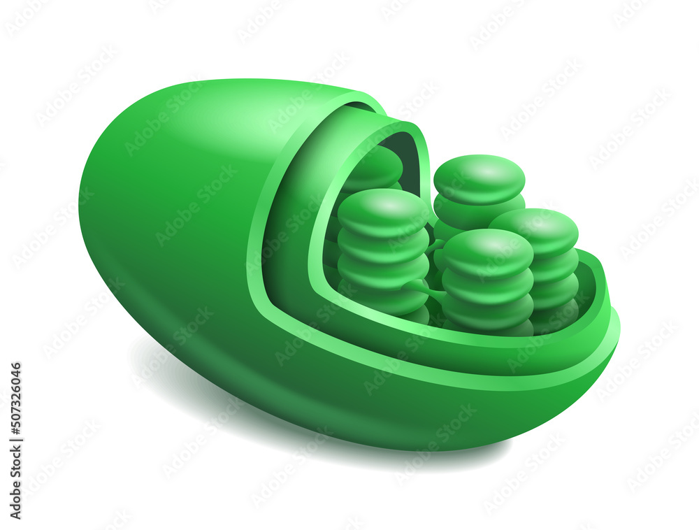 Chloroplast - organelle conducting photosynthesis Stock Vector | Adobe ...