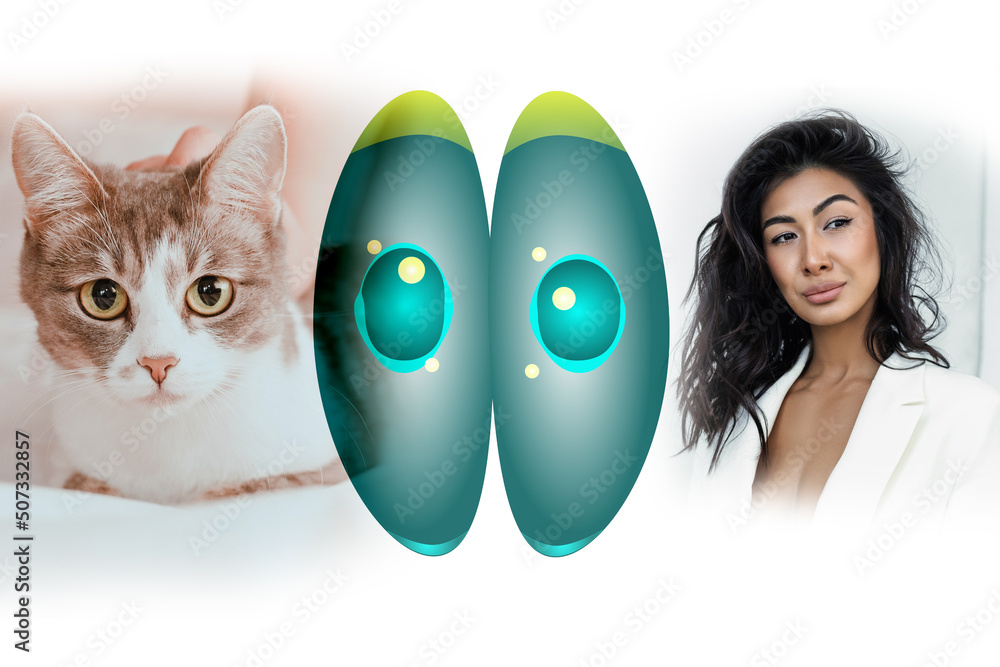 A domestic cat sits on a bed with Toxoplasma parasites. The concept of ...