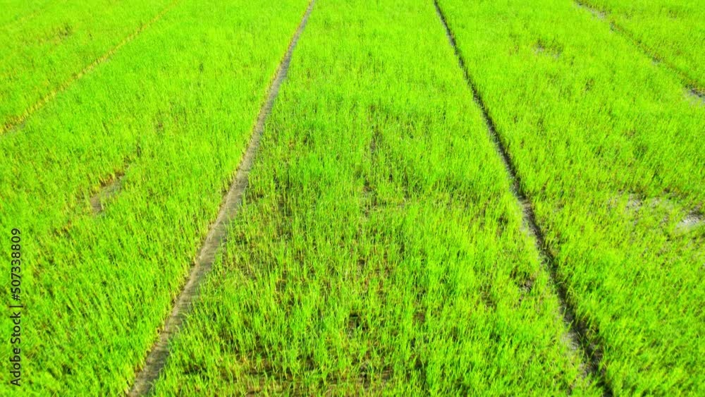 The sapling of the green rice plant. Video of fresh spring rice field ...
