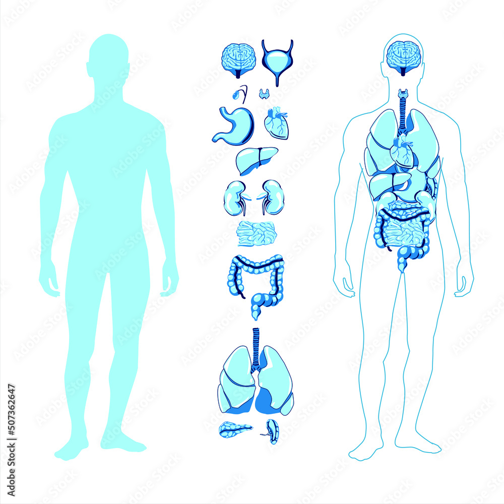 human figure torso full body of internal organs silhouette line art ...