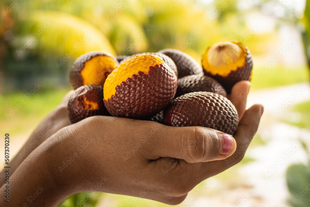 Aguaje is a highly appreciated fruit in the Amazon for its flavor and ...