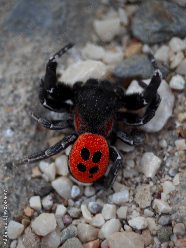 The male of the red tube spider in defensive posture. Striking are the ...