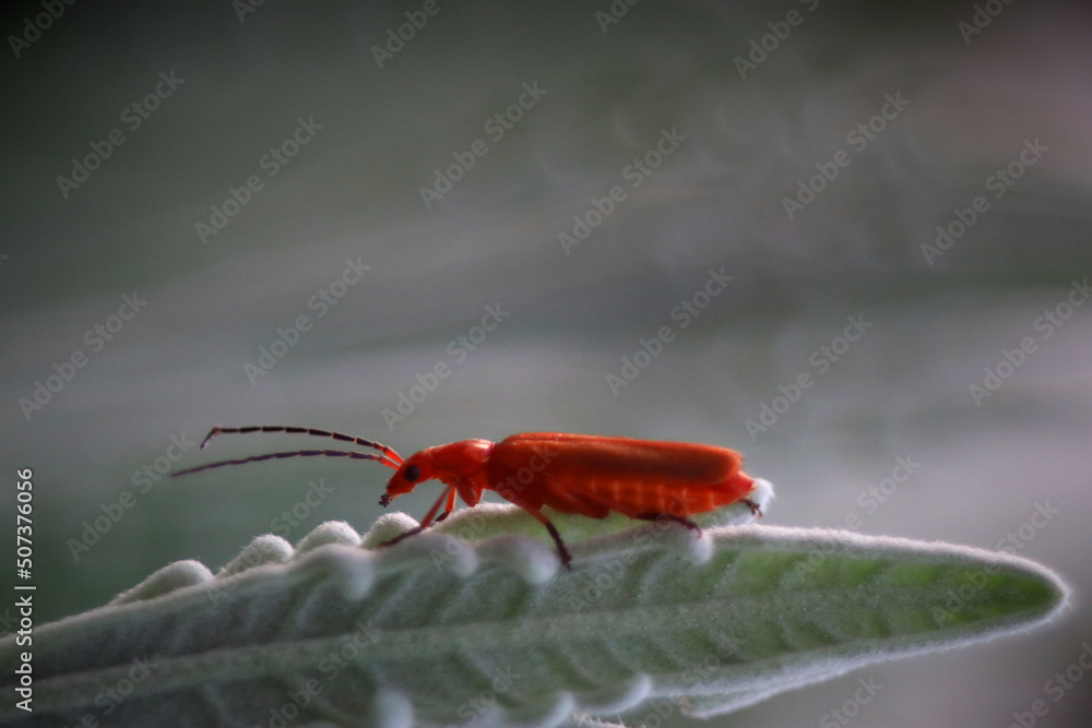 A red soft-bodied beetle in profile on a lavender leaf with beautiful ...