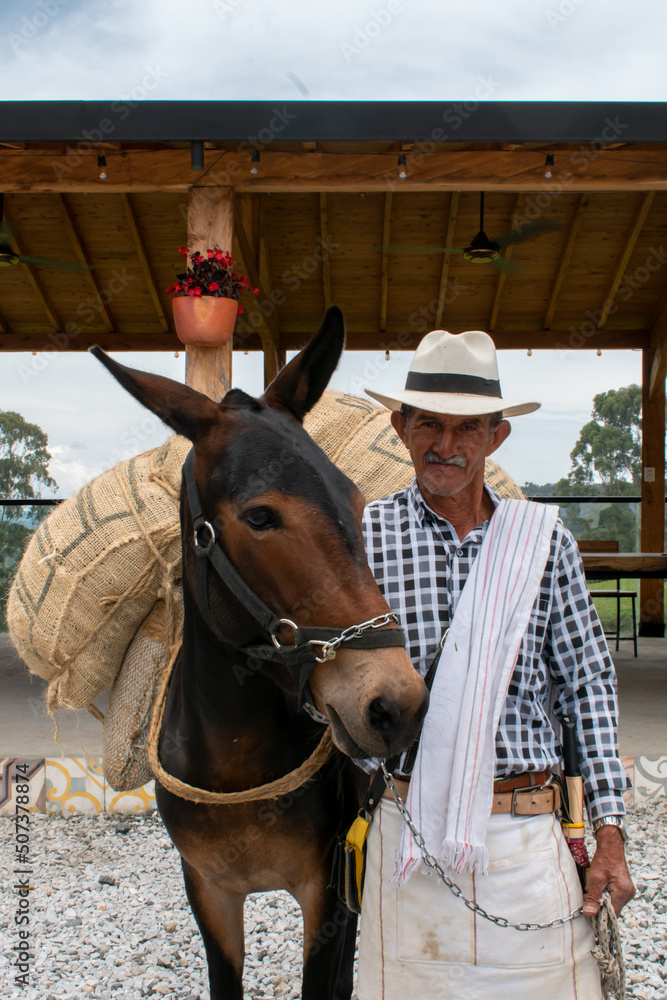 hombre paisa, campesino al lado de una mua que carga un costal foto de ...