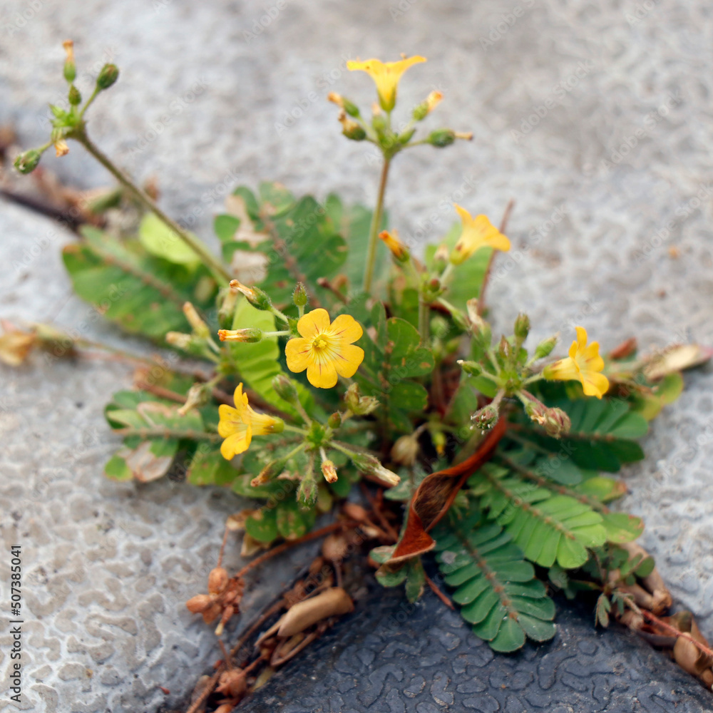 Biophytum sensitivum, also known as little tree plant, or Mukkootti is ...