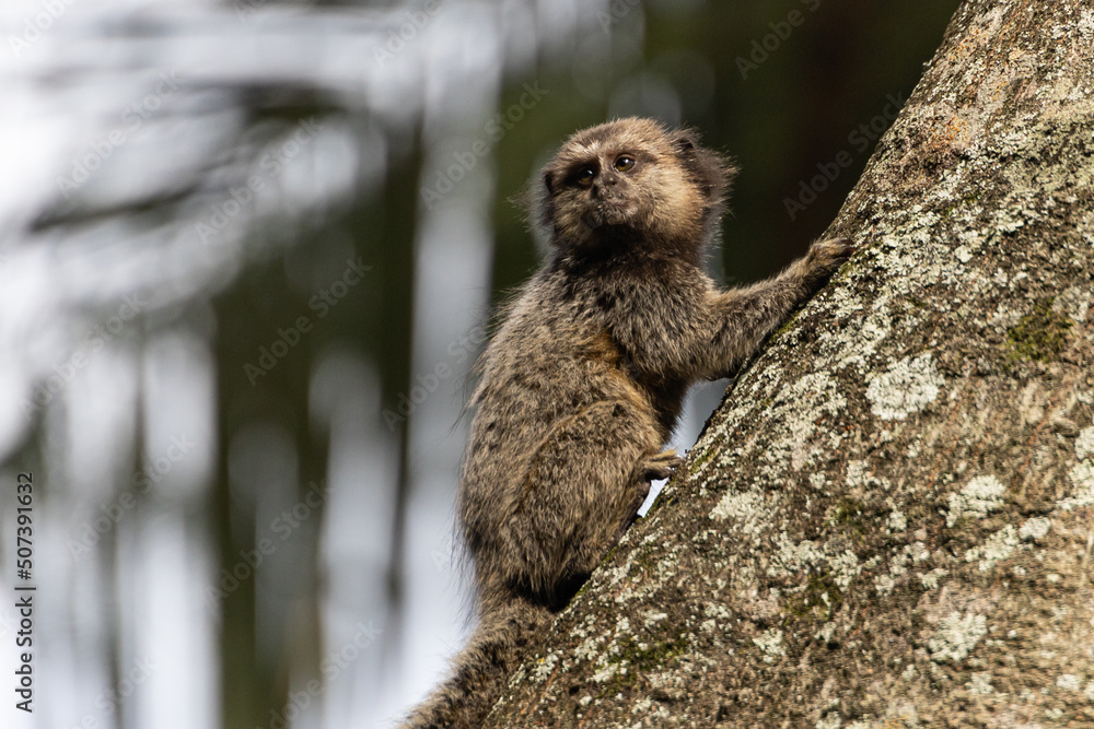 Baby monkey Wied's marmoset (Callithrix kuhlii), also known as Wied's ...