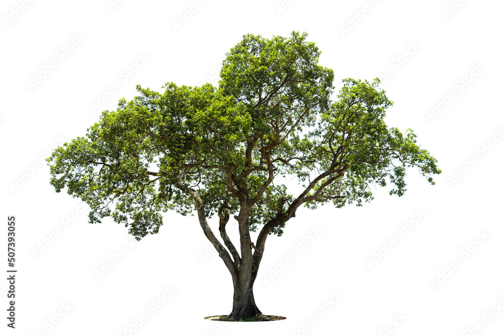 Tree isolated on white background high resolution for graphic ...