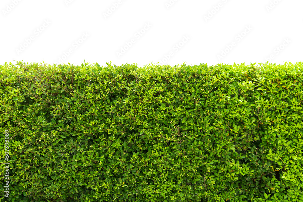Green tree wall fence with concrete floor isolated on white background ...