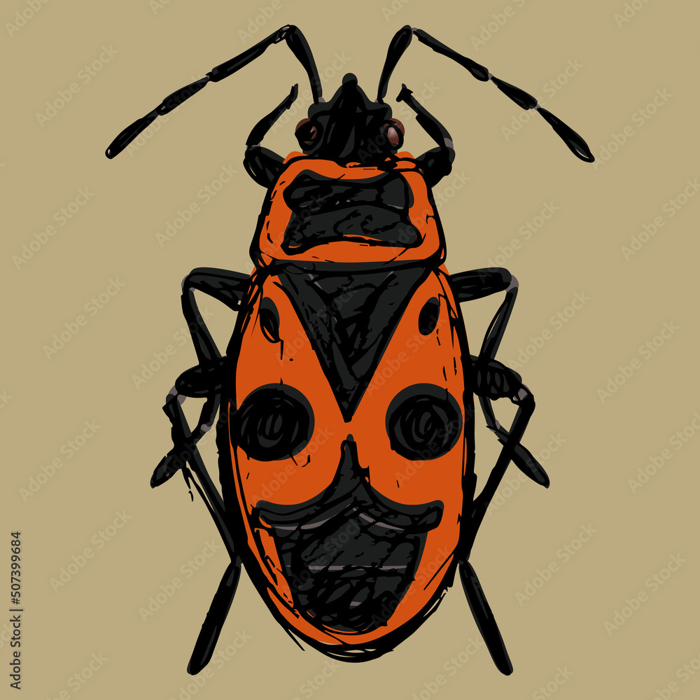 Firebug insect. Pyrrhocoris apterus. Red beetle with black spots on ...