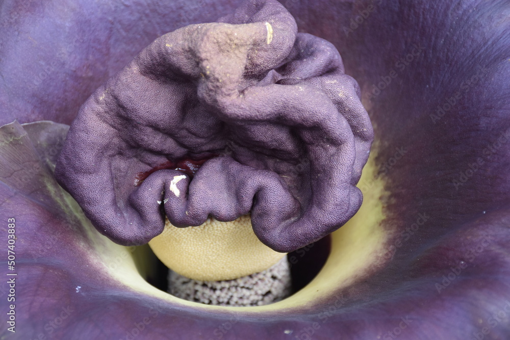 Giant flower of Konjac water-tub - Elephant foot yam. Close-up of ...