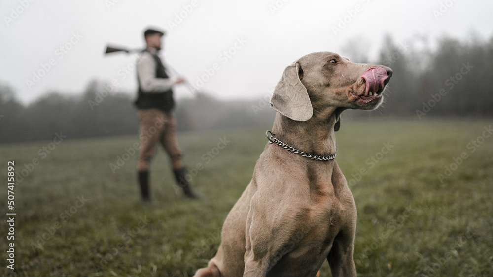 Dog with hunter man on fieldman with dog in traditional shooting ...